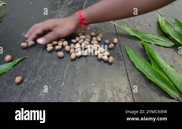Polyalthia longifolia seeds. The Ashoka tree is native to India. A ...