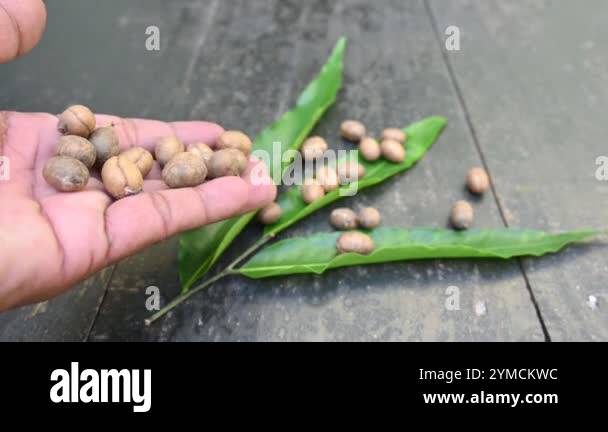 Polyalthia longifolia seeds. The Ashoka tree is native to India. A ...