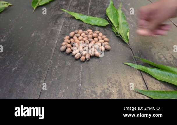 Polyalthia longifolia seeds. The Ashoka tree is native to India. A ...
