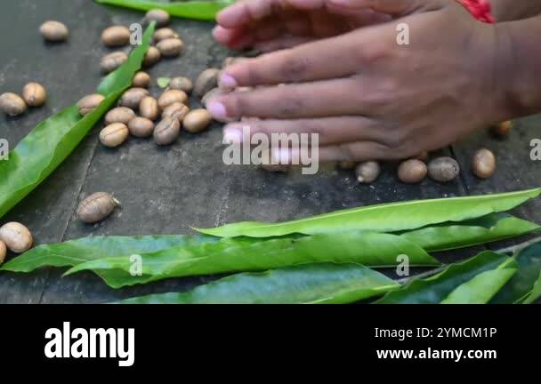 Polyalthia longifolia seeds. The Ashoka tree is native to India. A ...