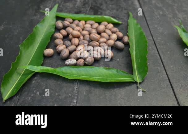 Polyalthia longifolia seeds. The Ashoka tree is native to India. A ...