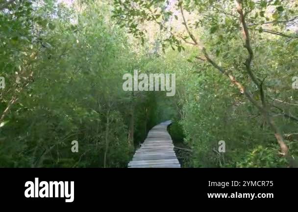 Green Natural Landscape on Mangrove Forest in Asia. Amazing Exotic ...