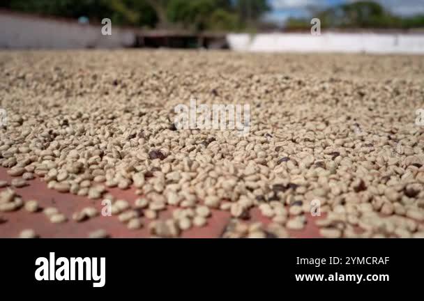 Close-up of coffee beans spread out during the drying process. The ...