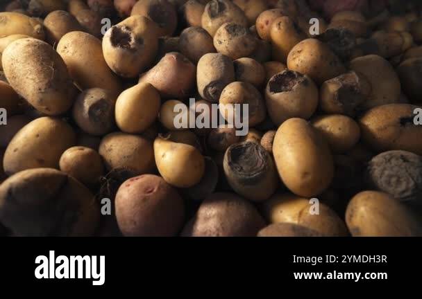 Bad spoiled potatoes, wireworm eaten, unhealthy vegetables. Sick ...