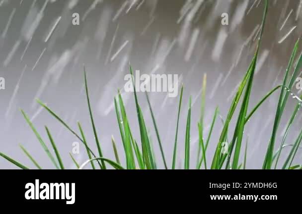 Crystal-clear raindrops splash on grass, captured in mesmerizing 4K ...