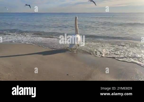 Sea bird long neck Stock Videos & Footage - HD and 4K Video Clips - Alamy