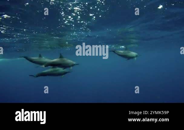 A group of dolphins is seen from behind, gliding gracefully through the ...