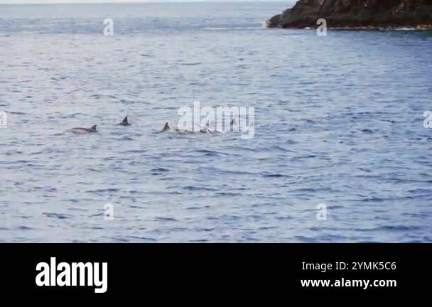 A group of dolphins swims together in open water, their dorsal fins ...