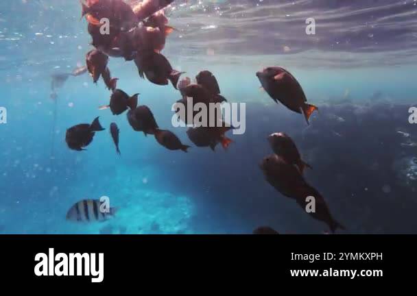 POV of diver swimming in clean sea water and admiring shoals of various ...
