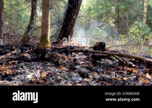 White smoke rising from smoldering fallen foliage and tree branches in ...