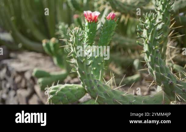 Rocky garden background Stock Videos & Footage - HD and 4K Video Clips ...