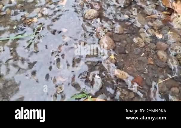 Crystal Clear Flowing Water in a Small Rocky Stream with Beautiful ...