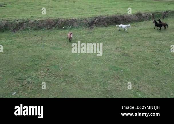 wild horses of different breeds and colors run through the green grass ...