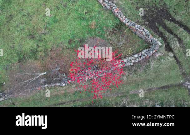 Rowan Fruit Tree in a stone walled garden Stock Video Footage - Alamy