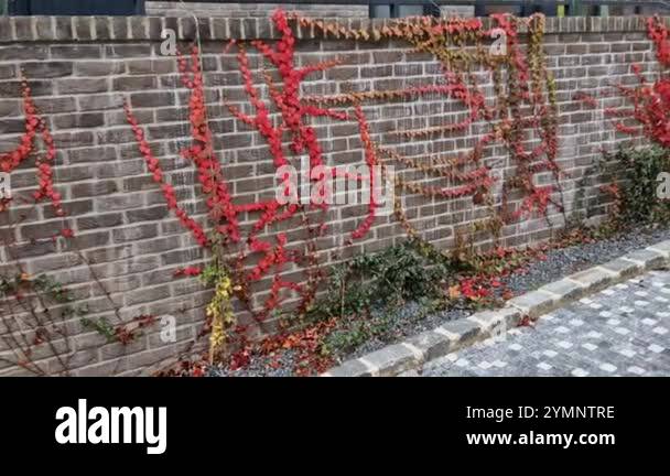 climbing vine grows on the smooth concrete walls with clips at the end of the leaves, targets ...