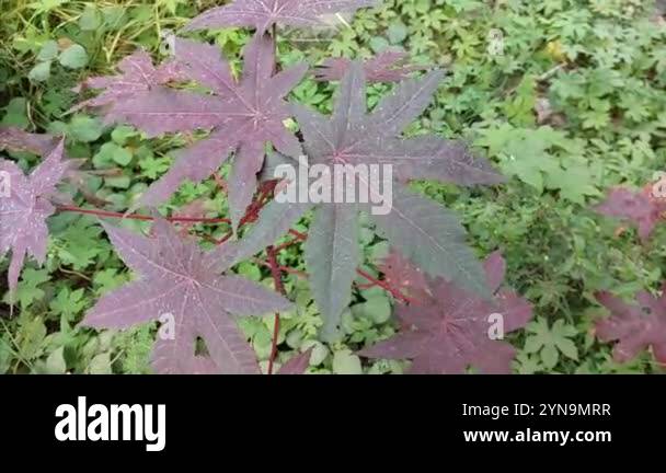 Pollination system Stock Videos & Footage - HD and 4K Video Clips - Alamy