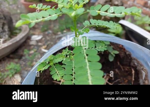 One of the plants that has a round stem is usually called Meniran or ...