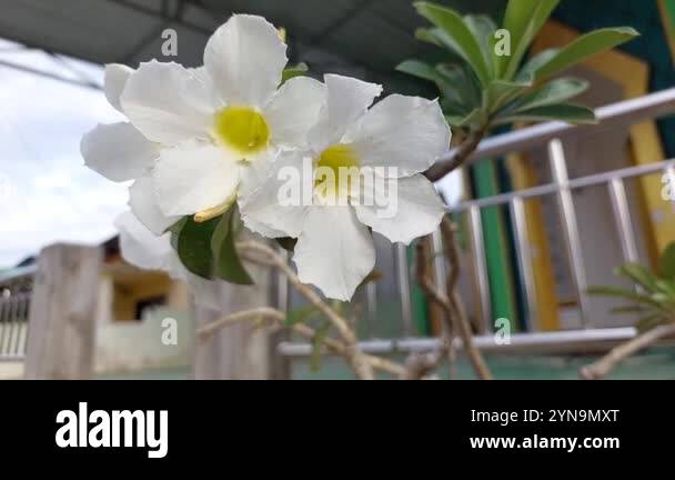 Discover the White Adenium Obesum, a flower of pure and serene beauty ...