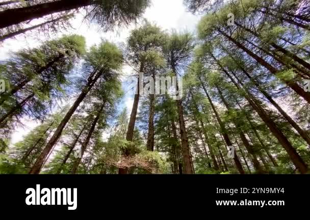 Beautiful view of the treetops and large tree trunk texture and moss in ...