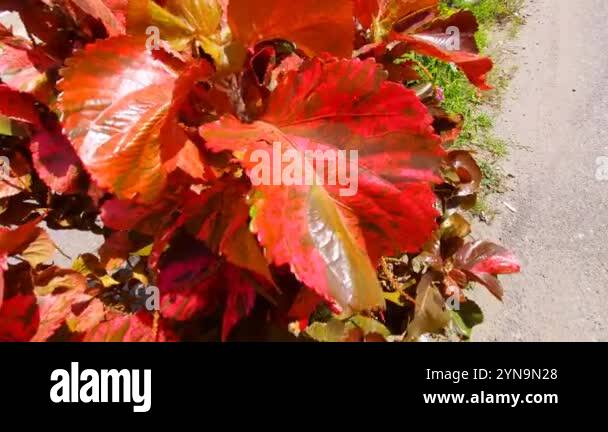 Acalypha wilkesiana Stock Videos & Footage - HD and 4K Video Clips - Alamy