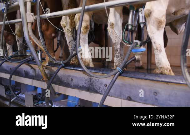 Automated milking machine attached to a dairy cows udder, close-up view of modern milking ...
