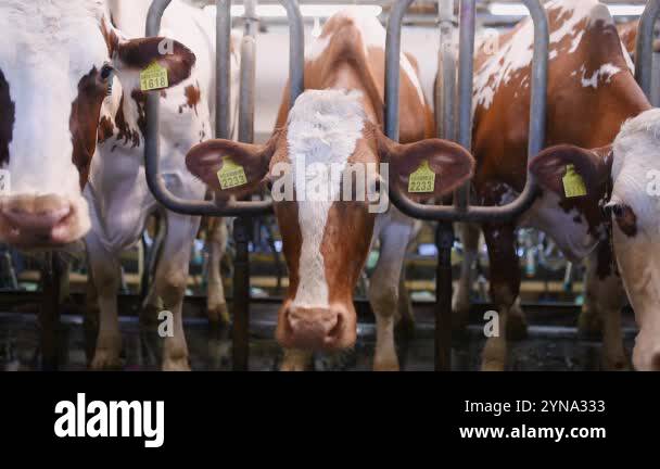Dairy cows in a milking parlor with identification tags, close-up of ...