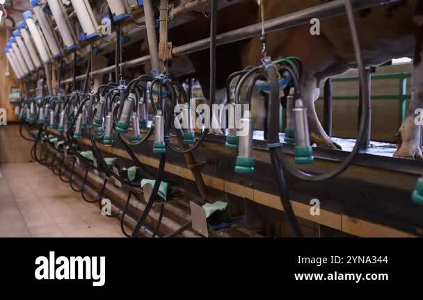 Milking cows automated parlor Stock Videos & Footage - HD and 4K Video ...