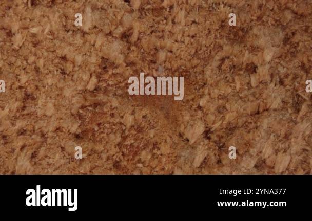 Wooden trunk of a deciduous tree in cross section under the microscope ...