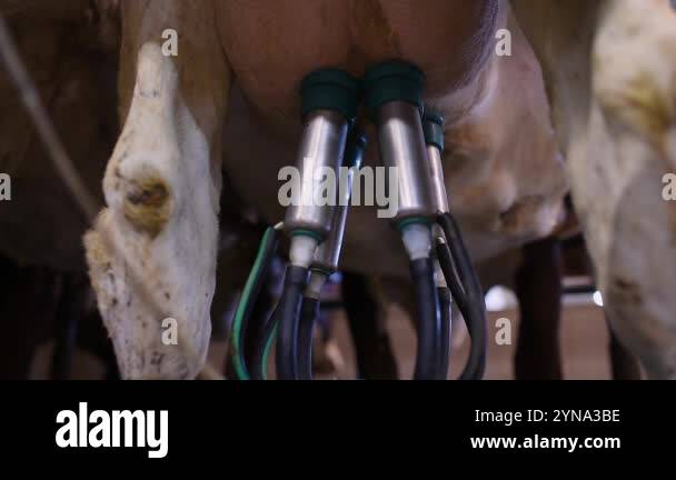Automated milking machine attached to a dairy cows udder, close-up view ...