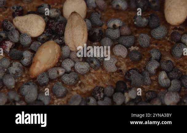 Poppy rolls Stock Videos & Footage - HD and 4K Video Clips - Alamy