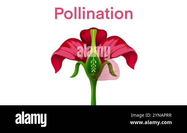 pollination of flowering plants, Pollen Fertilization and Seed ...