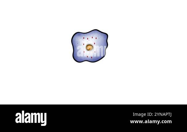 Motion of biology, Asexual reproduction, binary fission in amoeba ...