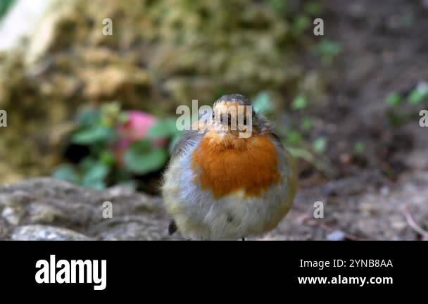 European robin on bird Stock Videos & Footage - HD and 4K Video Clips ...