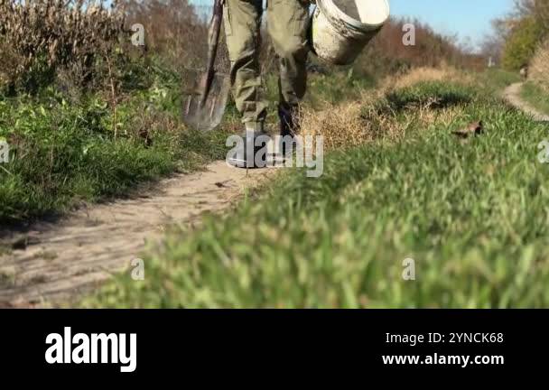 Agriculture. Farmer in rubber boots walk through corn field. Farmer ...