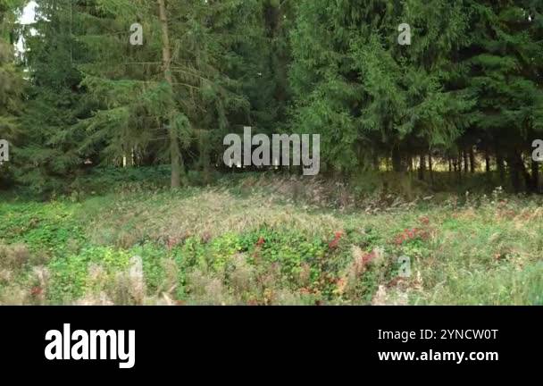 Evergreen tree with drooping branches Stock Videos & Footage - HD and ...