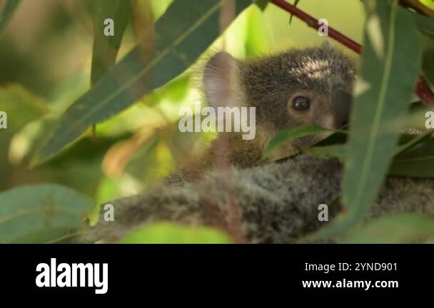 Koala babies are called joeys. A newborn joey looks just like a pink ...