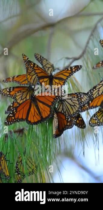 Vertical video in 4k 60 fps of a cluster of monarch butterflies (Danaus ...