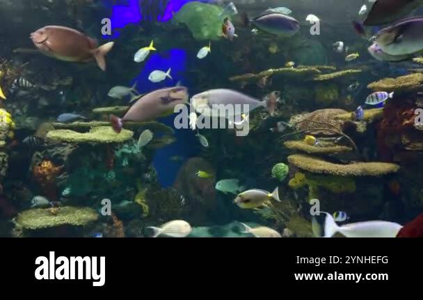 A beautiful 4K close-up shot of the sea bottom in shallow water, where ...