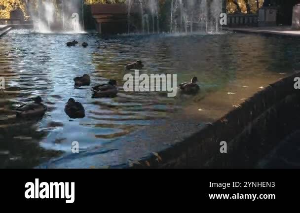 Sunlight falling on ducks Stock Videos & Footage - HD and 4K Video ...