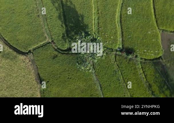 drone video of rice fields with rotating and upward movements with the ...