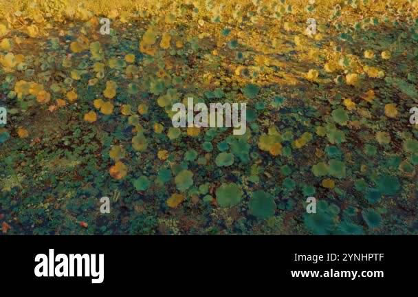 Circular pads Stock Videos & Footage - HD and 4K Video Clips - Alamy