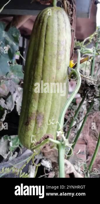 Dried gourd luffa loofah Stock Videos & Footage - HD and 4K Video Clips ...