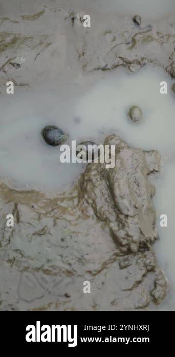 snails moving slowly on the surface of the water next to the mud and ...