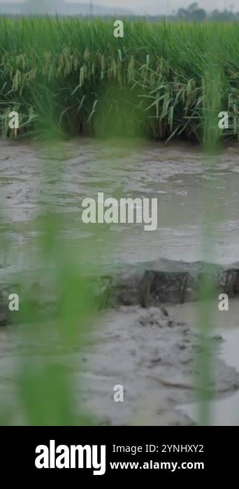 long cages installed on the mud traps to catch snails between the rice ...