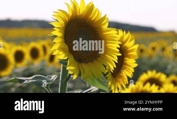 Sunflower sun fill Stock Videos & Footage - HD and 4K Video Clips - Alamy