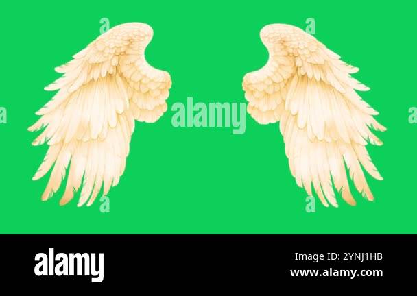 Angel wings high Resolution animated green screen 4k, The video element ...
