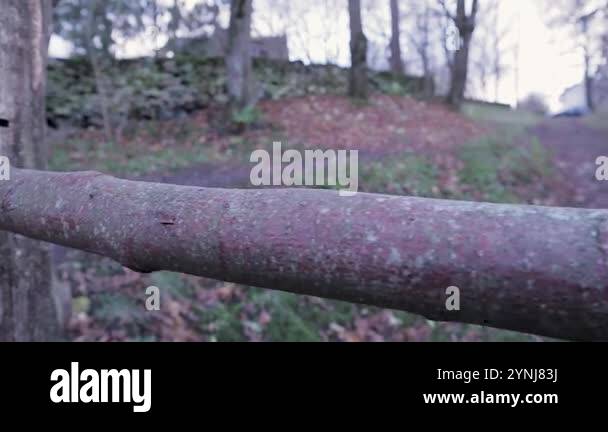 Enhance your autumnal projects with this high-definition video ...