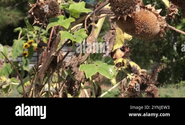 Overripe dry sunflower heads with dried leaves and petals without seeds ...