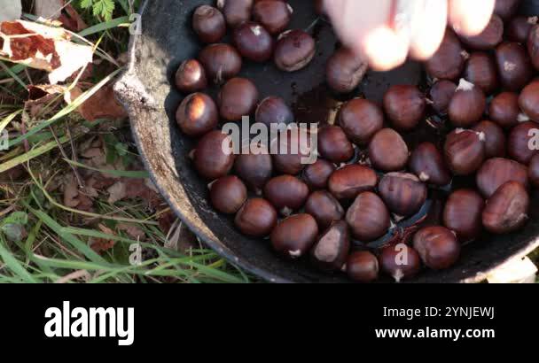 Cast iron tree Stock Videos & Footage - HD and 4K Video Clips - Alamy