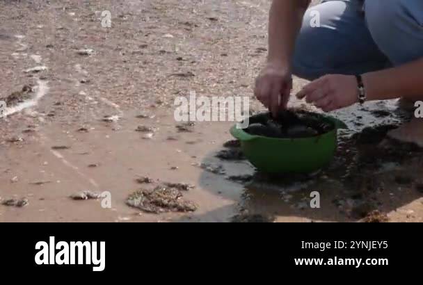 Hands of unrecognizable woman wash and clean mussels in bowl with sea ...